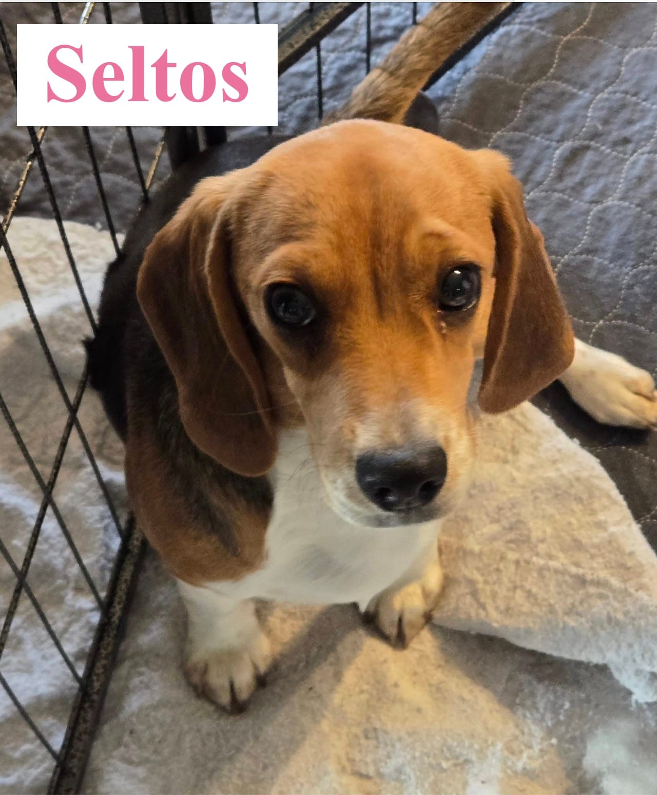 Available Beagles – Cascade Beagle Rescue